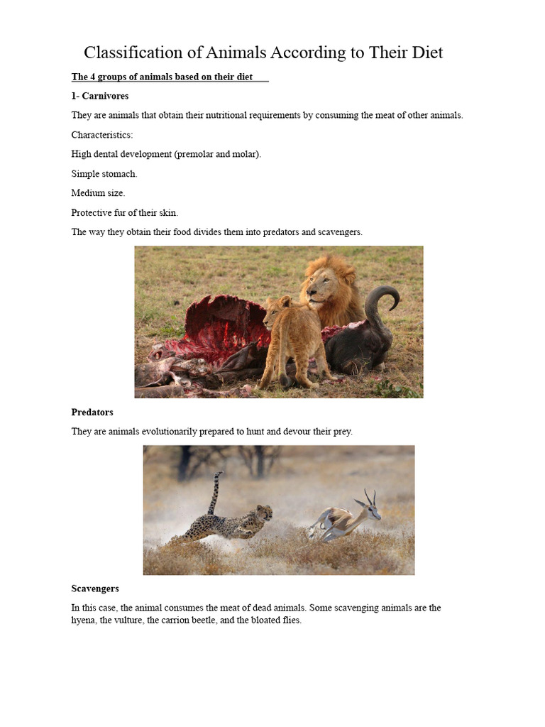 Classification of Animals According To Their Diet | PDF