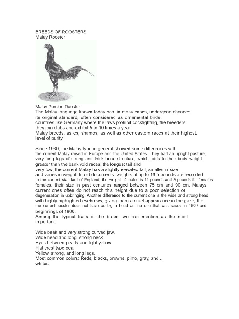 Breeds of Roosters and Hens | PDF | Chicken | Birds