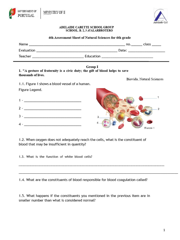 4th Science Test 6th Grade | PDF | Circulatory System | Atrium (Heart)