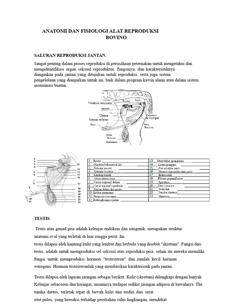 Gambar Alat Reproduksi Sapi Betina | PDF