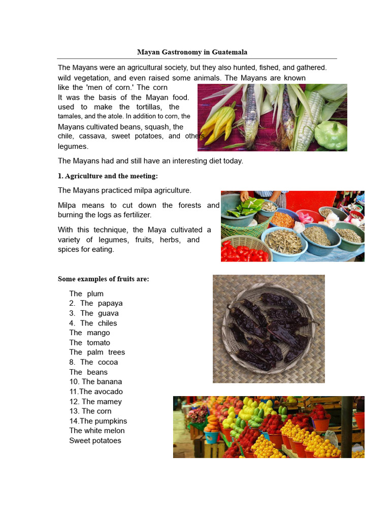 Maya Gastronomy in Guatemala | PDF | Foods | Cuisine