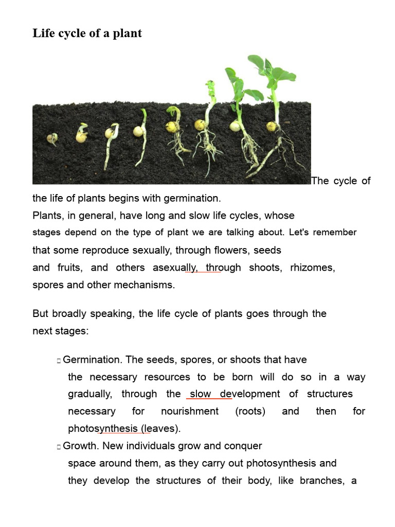 Plant Life Cycle Stages Explained | PDF