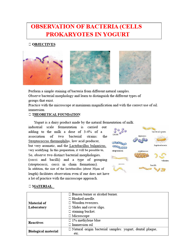 Observation of Yogurt Bacteria | PDF | Bacteria | Yogurt