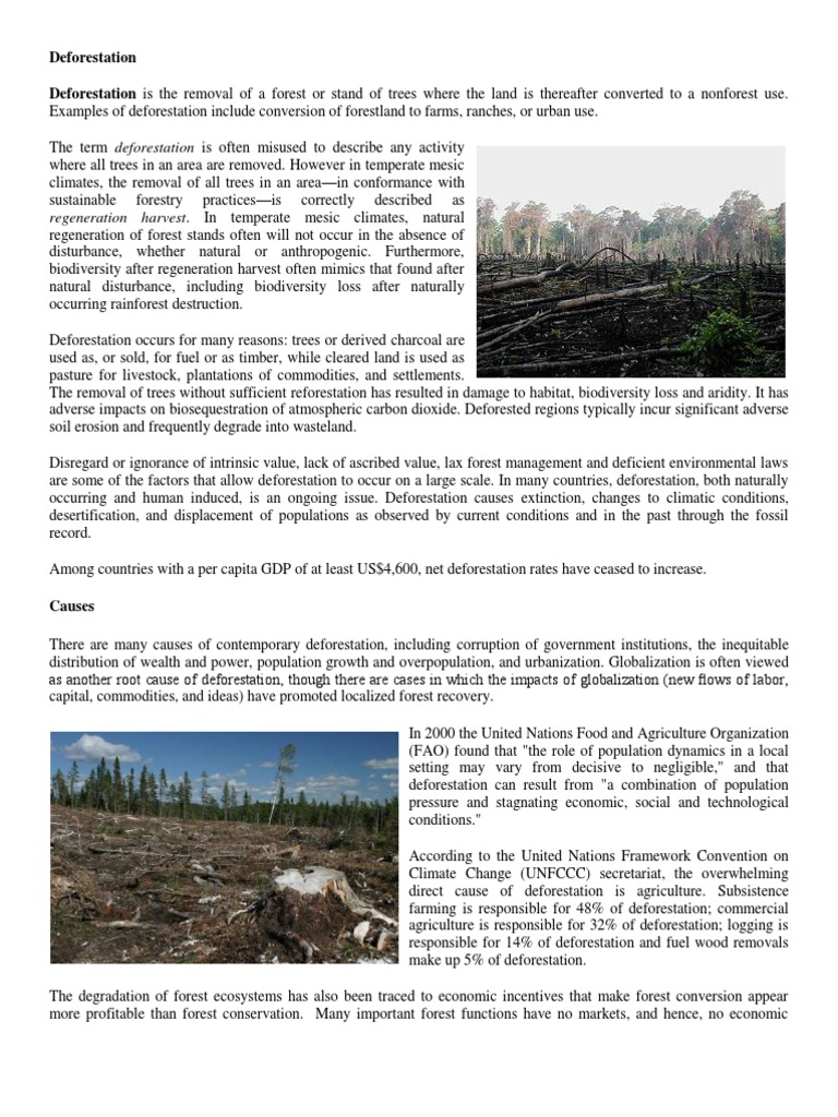 Deforestation's Impact | PDF | Deforestation | Soil