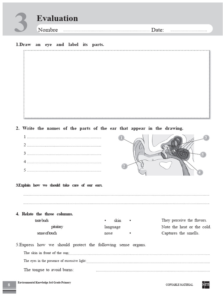 3rd Grade Environmental Knowledge Evaluation Topic 3 | PDF | Senses | Taste