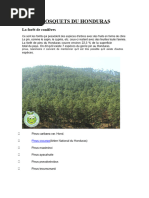 Forêt Tropicale | PDF | Tropiques | Climat