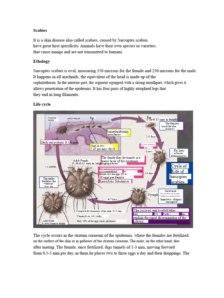 Scabies | PDF | Diseases And Disorders | Medical Specialties