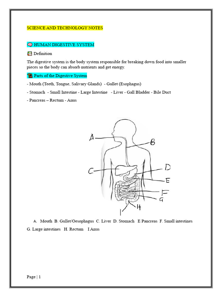Human Digestive System Overview | PDF | Digestion | Human Digestive System