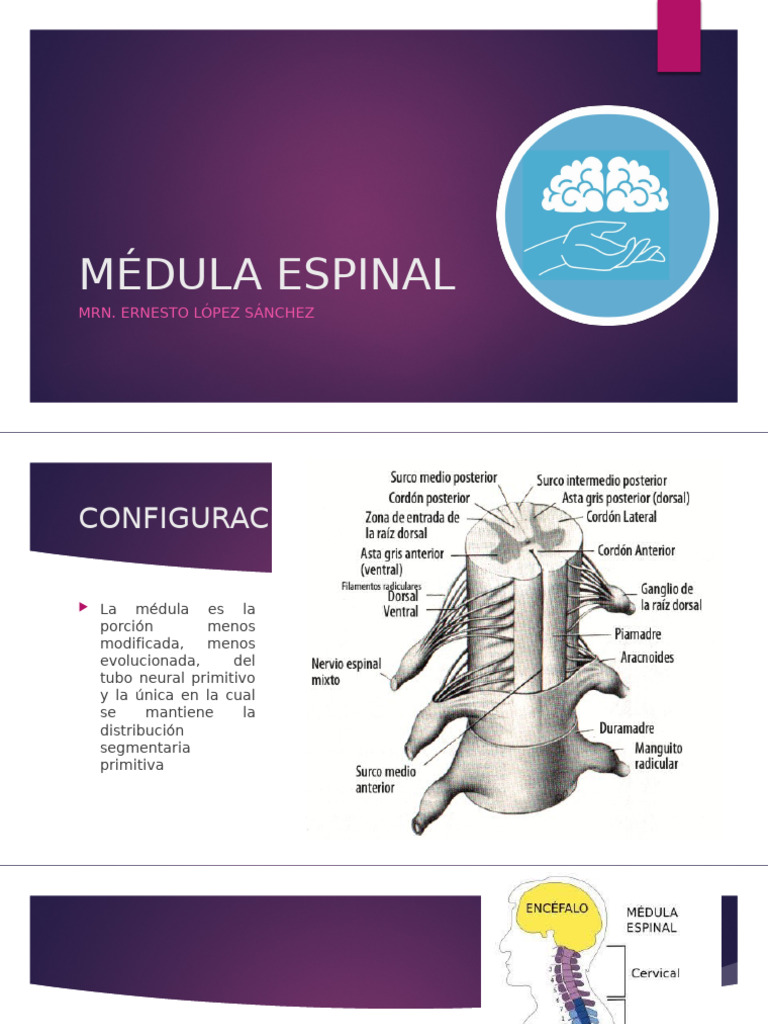 Médula Espinal | PDF | Médula espinal | Materia gris