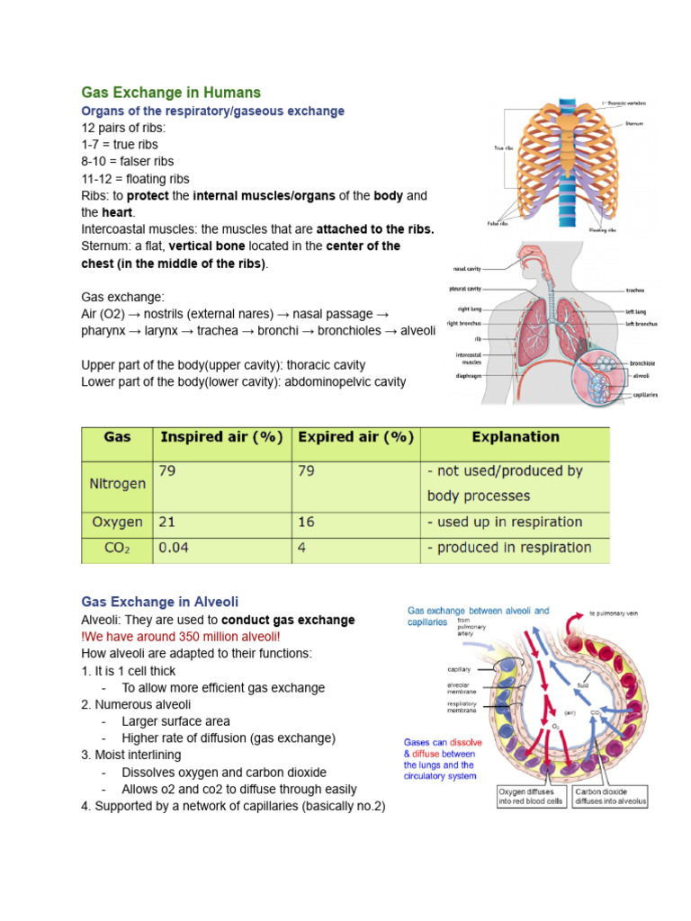 Biology IGCSE Gas Exchange in Humans Notes | PDF
