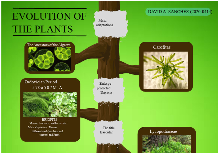 Evolution of Plants David A. | PDF