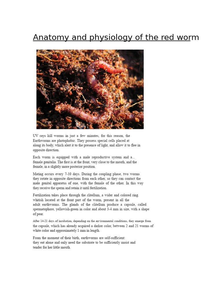 Anatomy and Physiology of The Red Worm | PDF | Humidity | Sex Organ