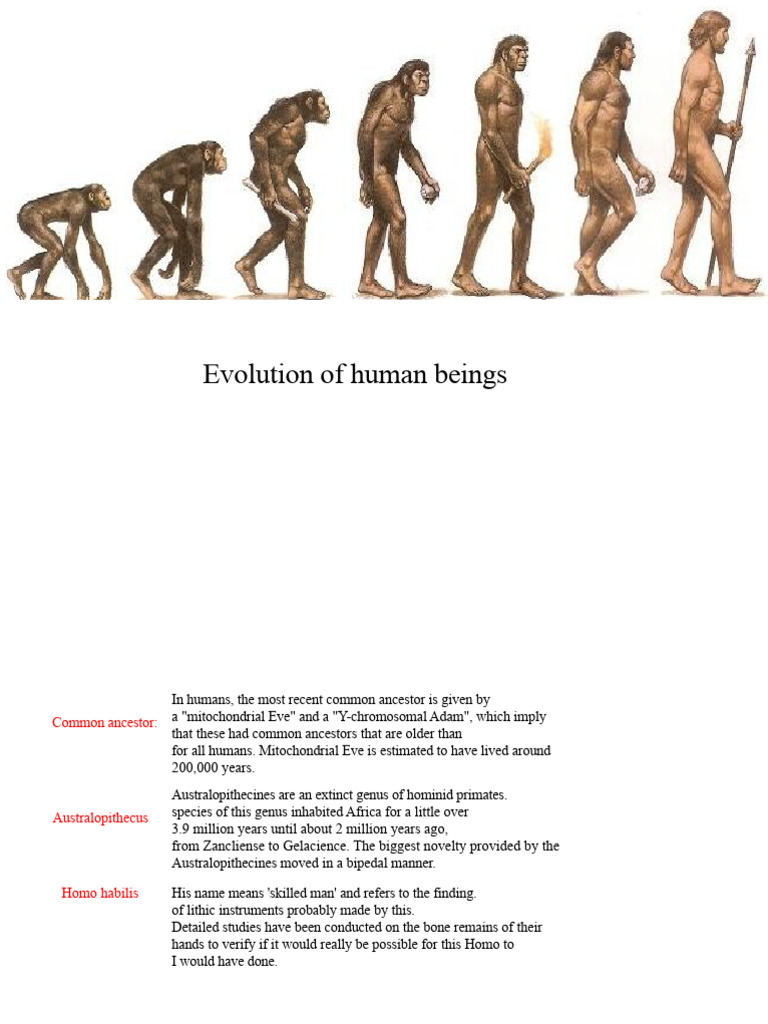 Evolution of human beings - Juan Esteban Ordoñez Ortiz - Sixth Grade | PDF | Homo | Human Evolution