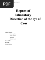 Sheep Eye Dissection Lab Guide | PDF | Eye | Facial Features