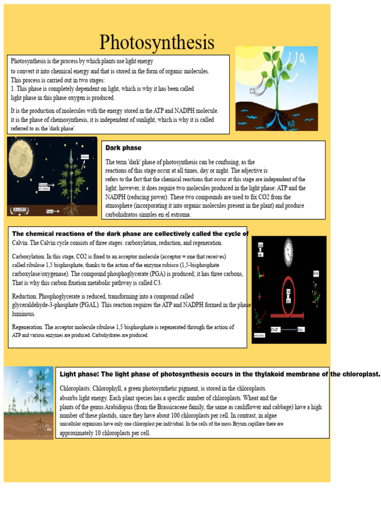 Photosynthesis Process Overview | PDF | Photosynthesis | Chloroplast