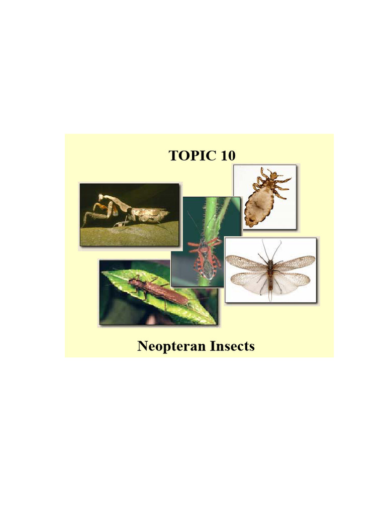 Topic 10. Neopteran Insects | PDF | Insects | Zoology