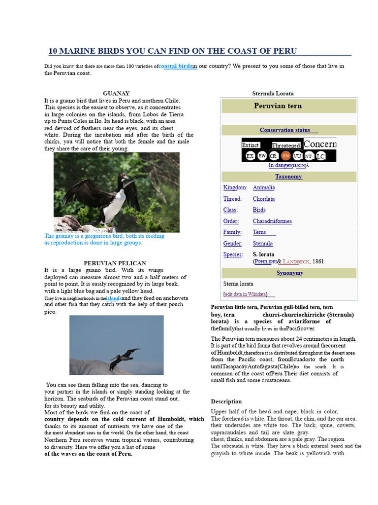 Coastal Birds of the Peruvian Coast | PDF | Gull | Seabird