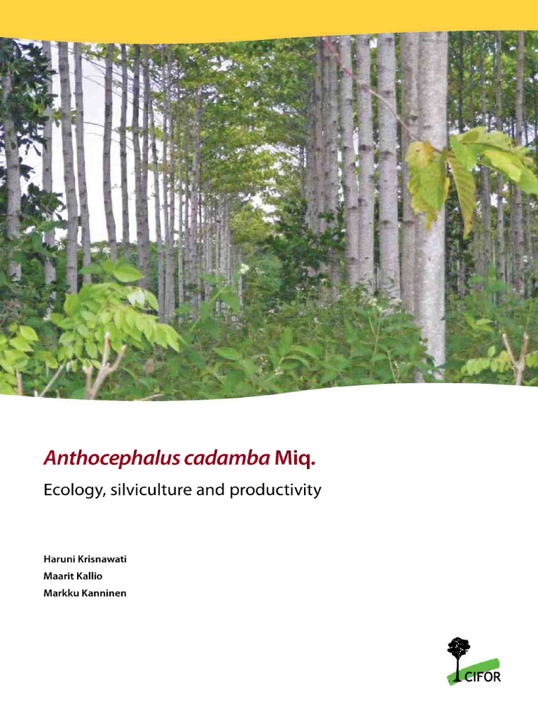 Anthocephalus Cadamba Silviculture | PDF | Wood | Pruning