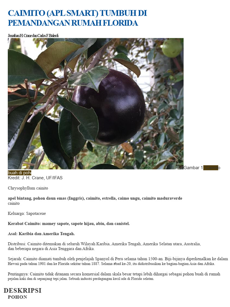 Buah Caimito | PDF