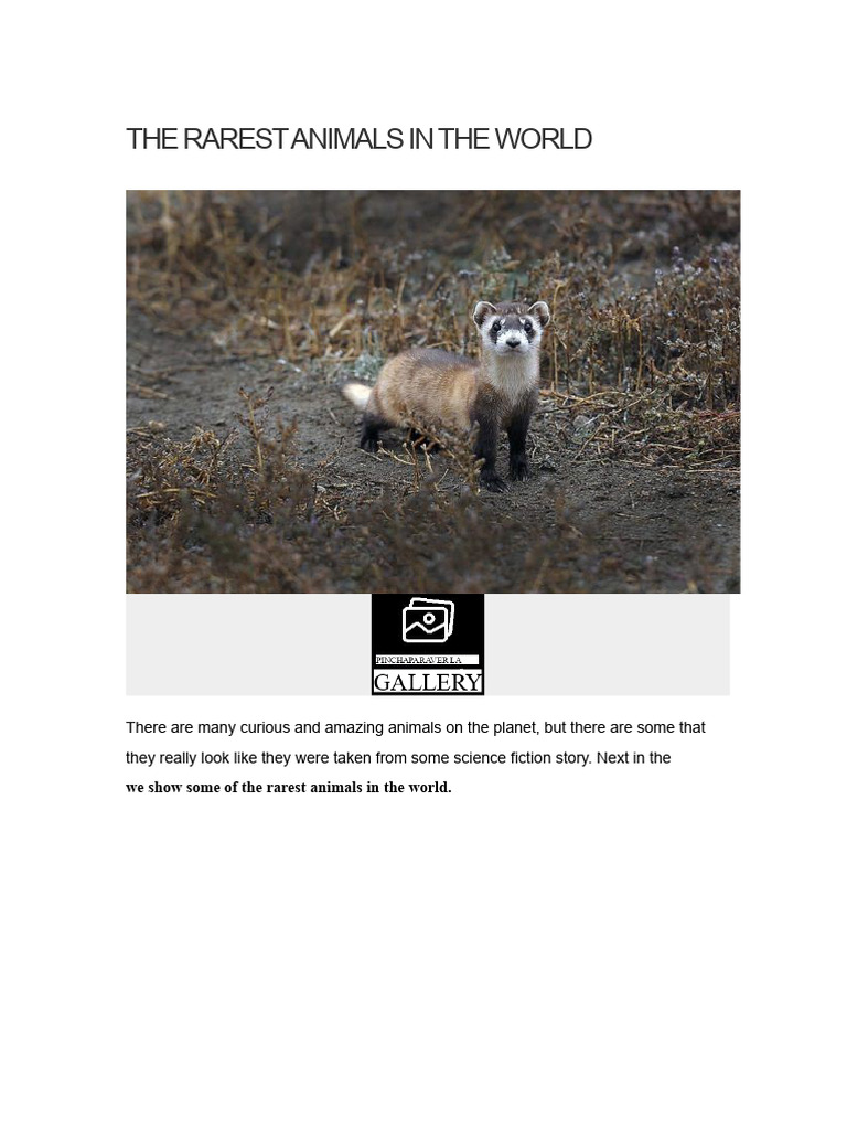 The Rarest Animals in The World | PDF | Rhinoceros | Elephant