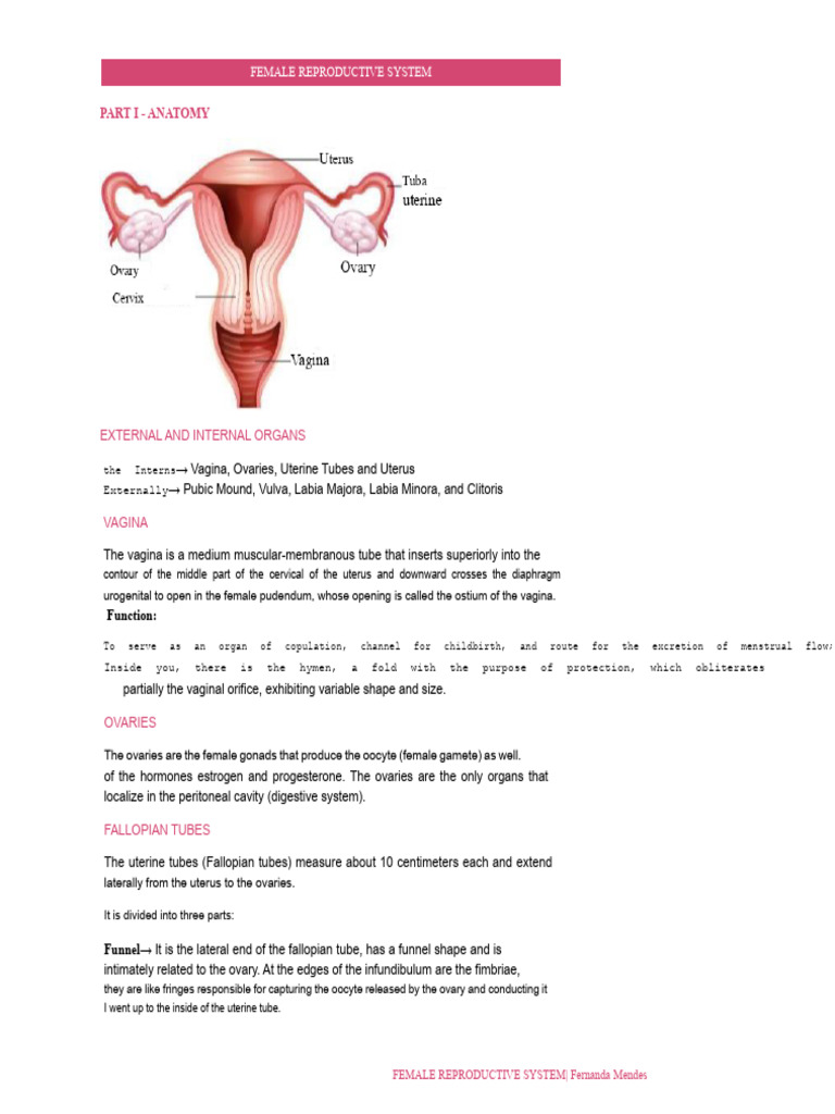 Anatomy of the Female Reproductive System | PDF | Menstrual Cycle | Ovary