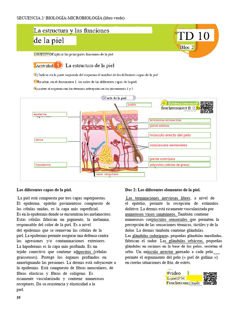 TD 10 corregido - ESTRUCTURA Y FUNCIONES DE LA PIEL | PDF | Piel | Epidermis