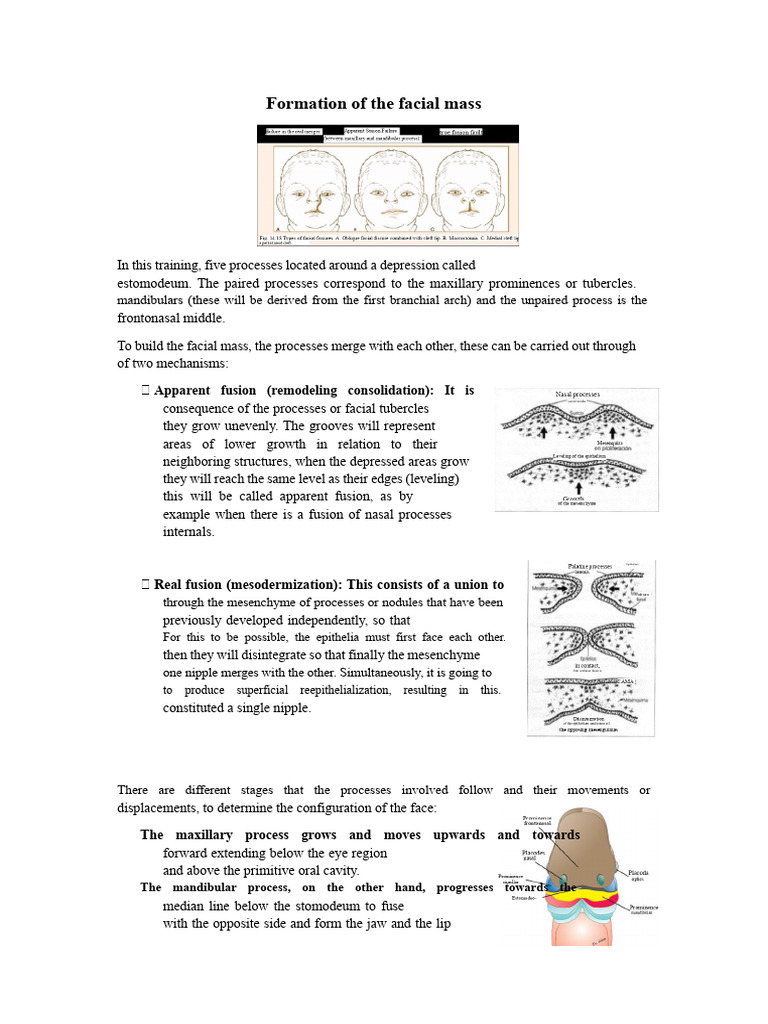 Summary of The Formation of The Facial Massif | PDF | Human Nose ...