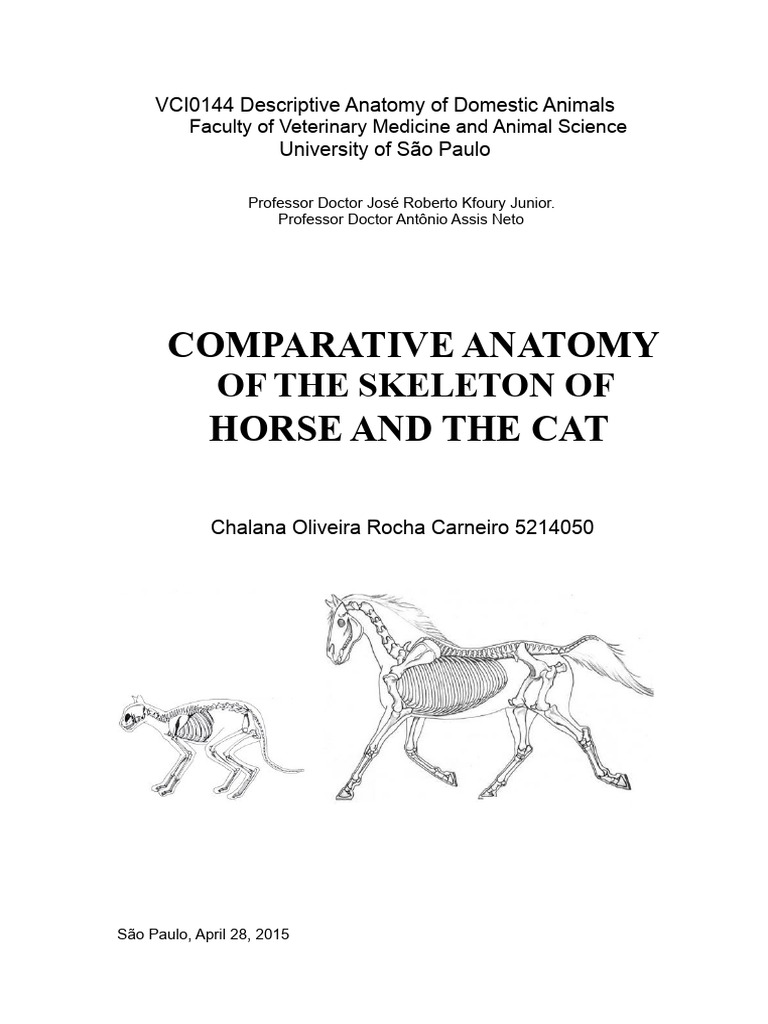 Comparative Anatomy Work Between The Horse and The Cat - ANATOMY 1 ...