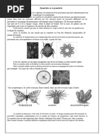 Symétrie radiale vs bilatérale expliquée | PDF | Symétrie