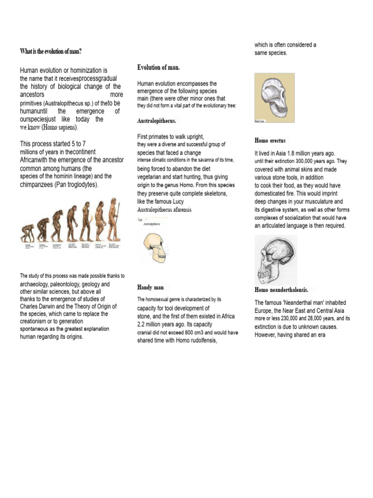 Human Evolution Brochure | PDF | Homo | Human Evolution