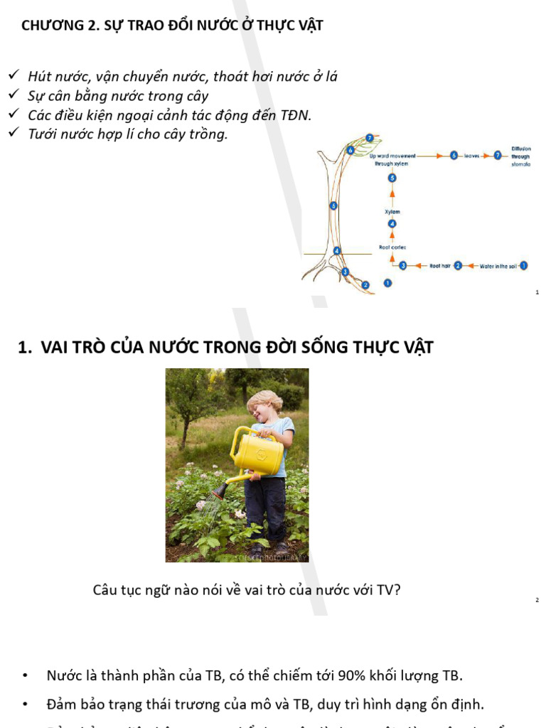 2025-2 - Trao Doi Nuoc o Thuc Vat | PDF