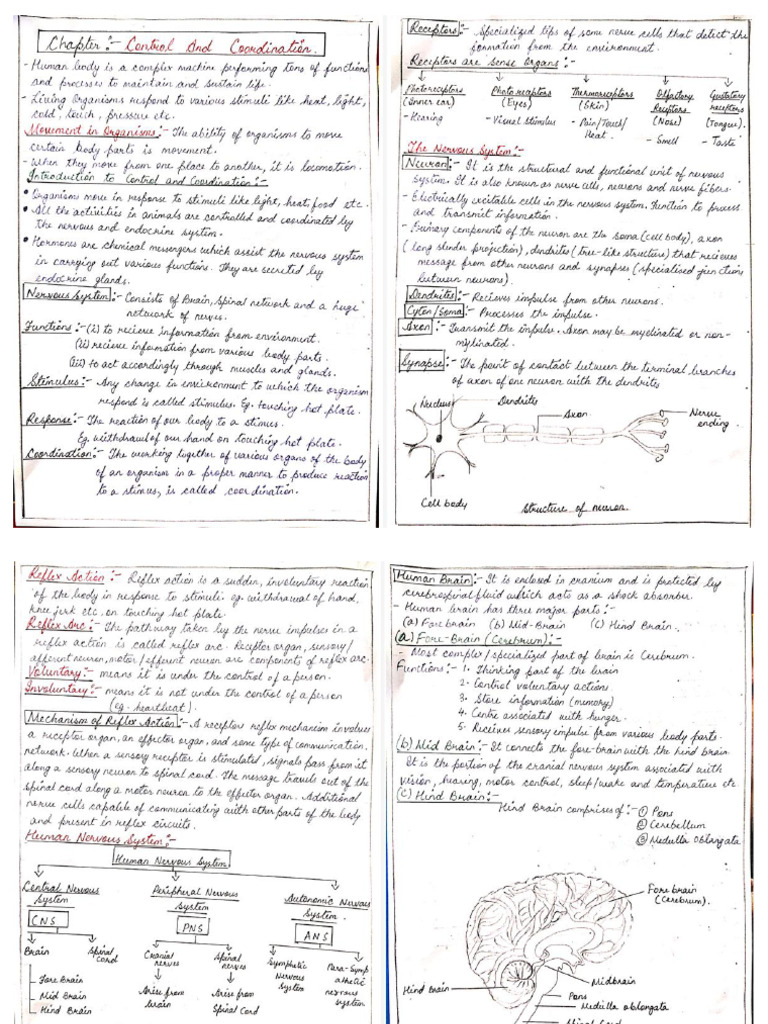 Control & Coordination | PDF