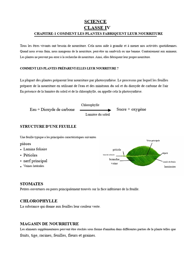 Photosynthèse : Nourriture des Plantes | PDF | Feuille | Photosynthèse