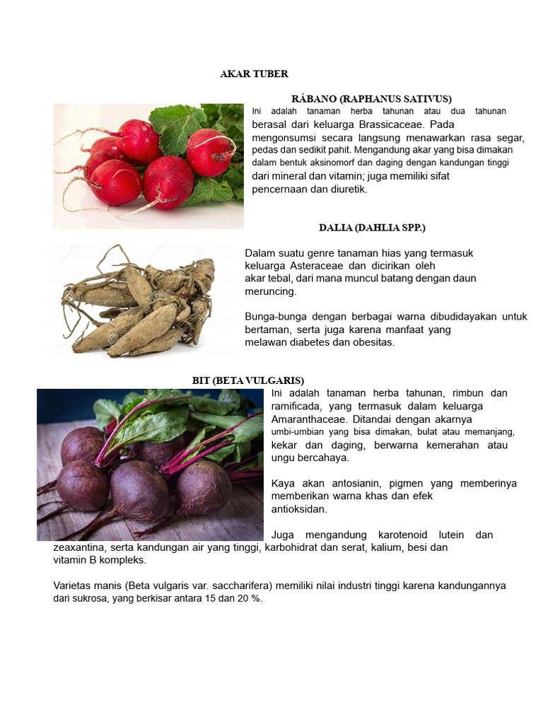 Akar Umbi. | PDF