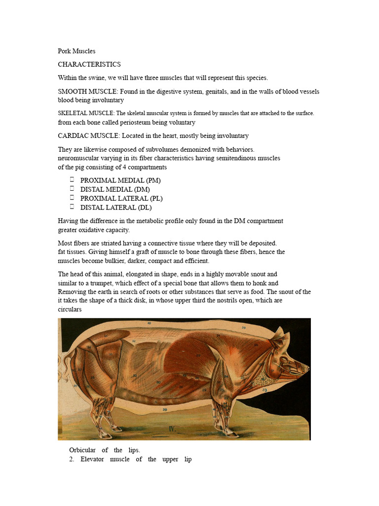 MUSCLES OF THE PIG | PDF | Muscle | Musculoskeletal System