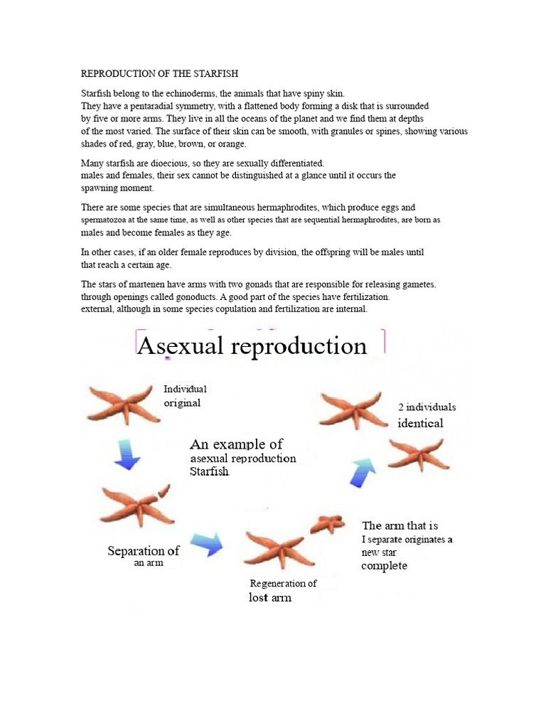 Starfish Reproduction Explained | PDF