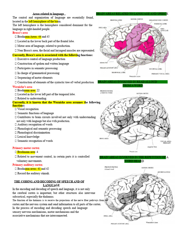 Areas of Language | PDF | Cerebral Cortex | Speech