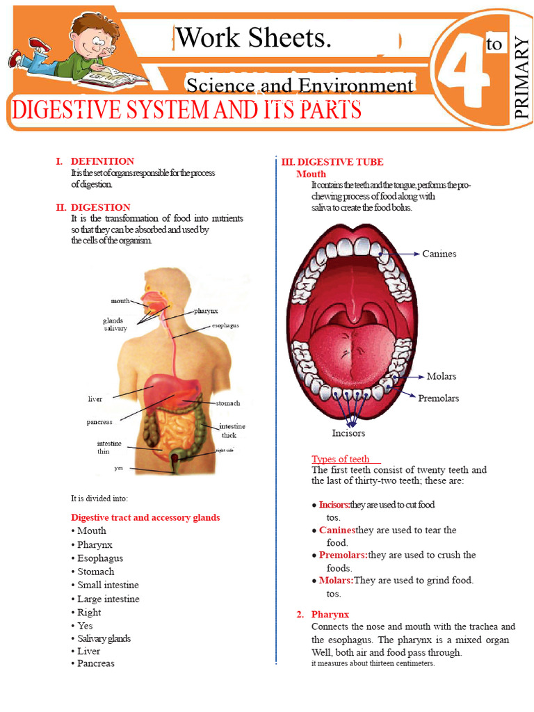 Digestive-system-and-its-parts-for-Fourth-Grade-of-Primary-School | PDF ...