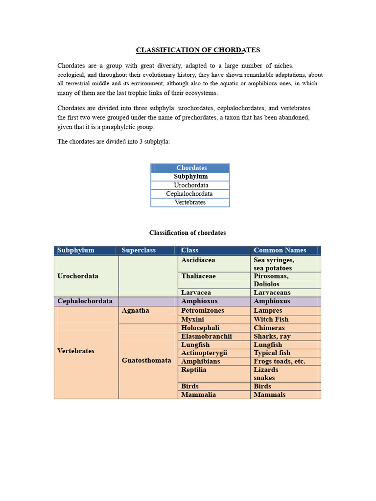 Urochordate Classification Overview | PDF | Vertebrates | Chordates