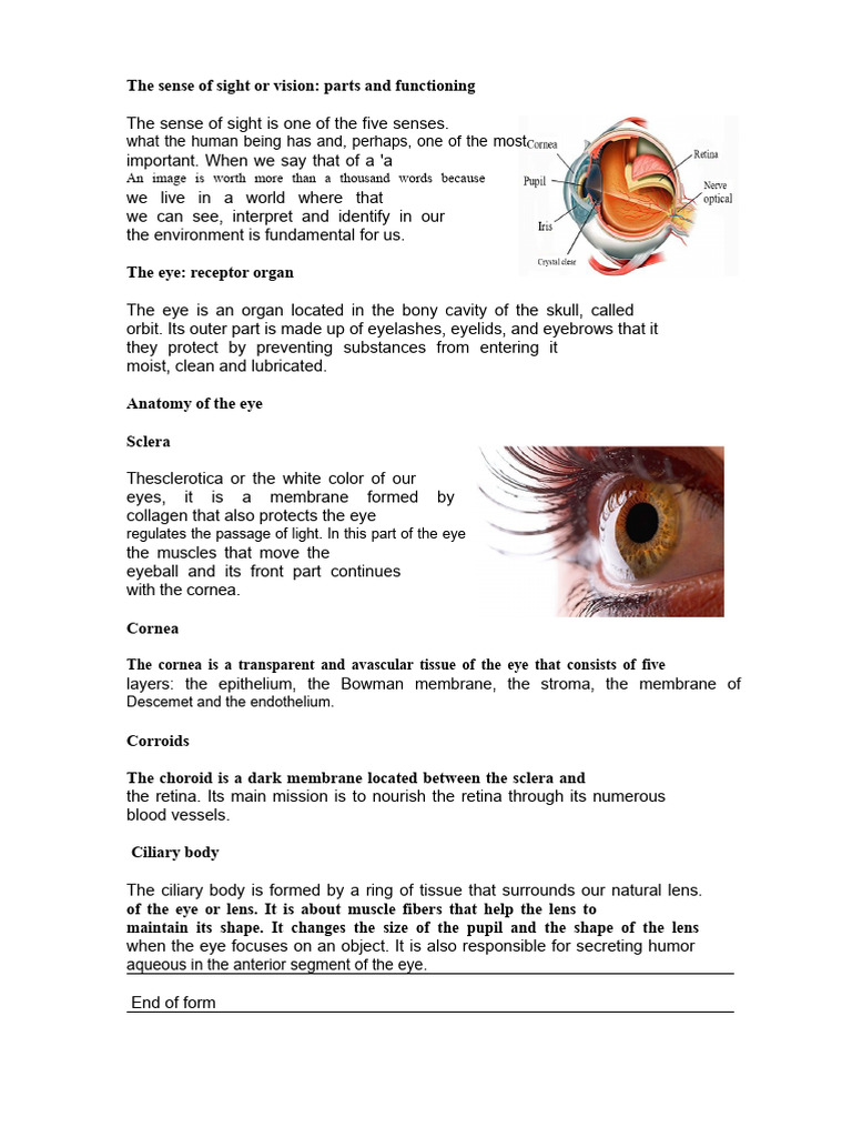 The Sense of Sight or Vision | PDF | Eye | Cornea