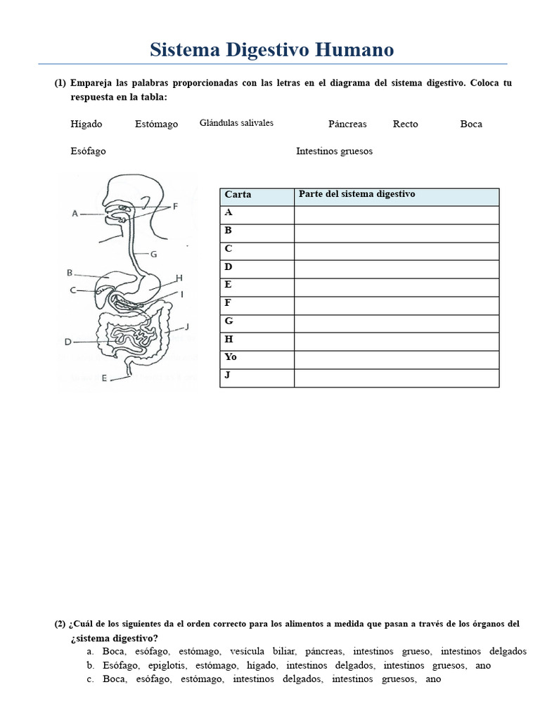 Hoja de Trabajo Del Sistema Digestivo Humano | PDF | Sistema digestivo ...