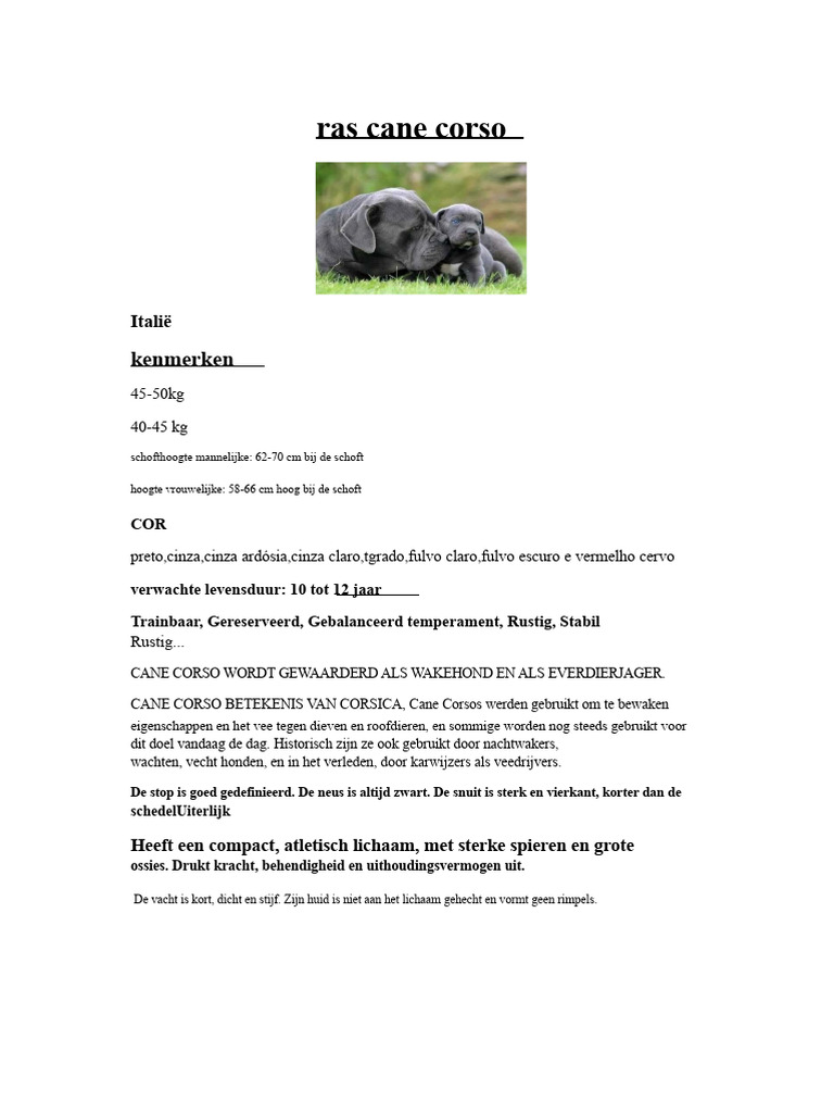 Alles Over Cane Corso | PDF