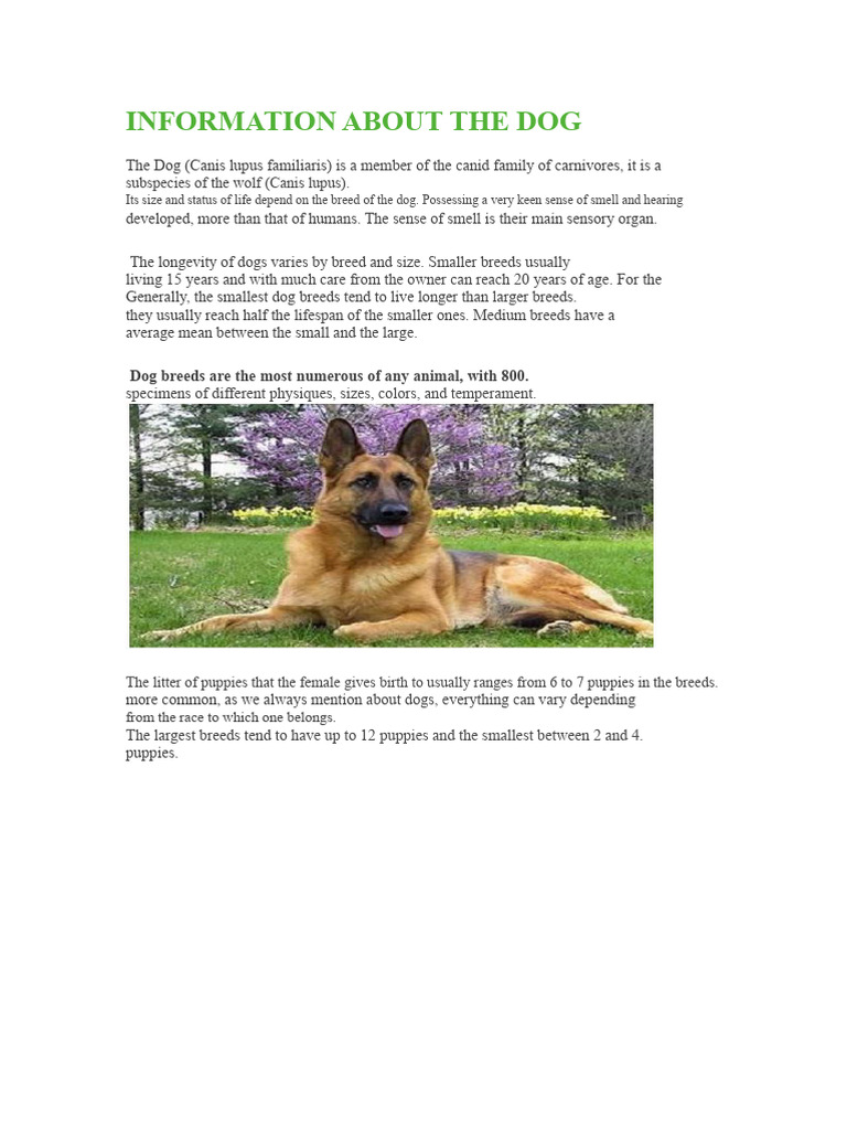 Information About The Dog | PDF