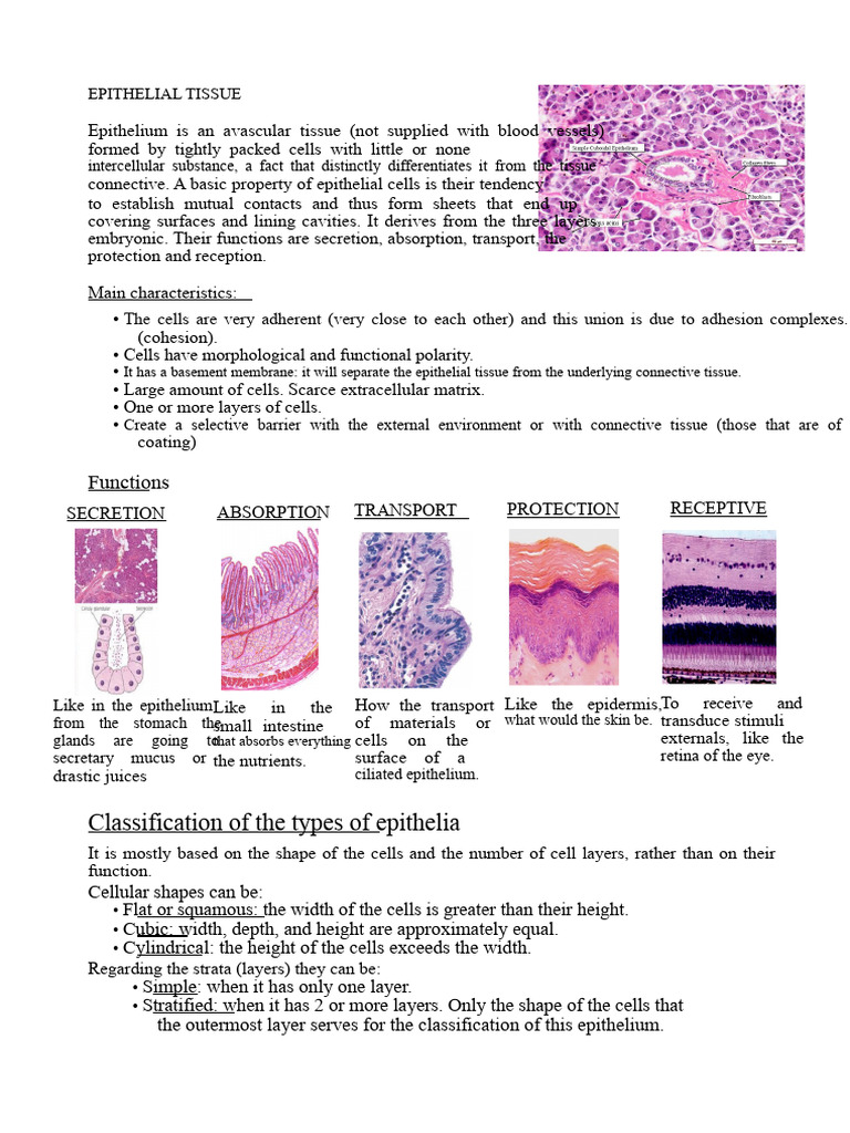 Epithelial Tissue | PDF | Epithelium | Cell Adhesion
