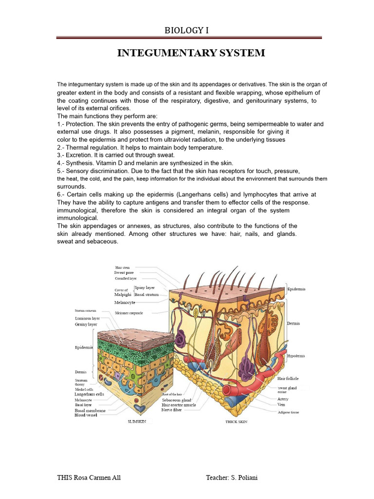 Integumentary System | PDF | Skin | Epidermis