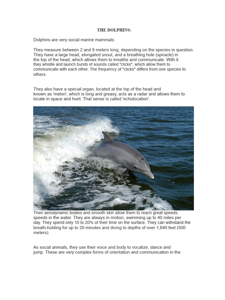 The Dolphins | PDF | Dolphin | Zoology