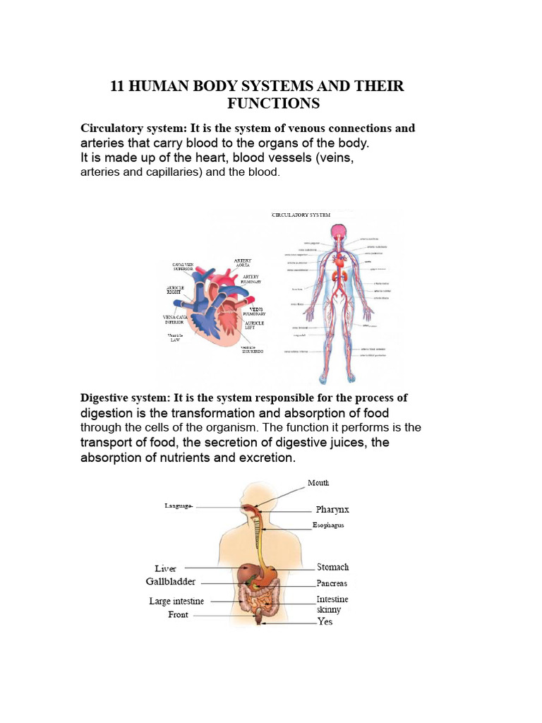 Human Body Systems and Functions | PDF | Human Body | Lymphatic System