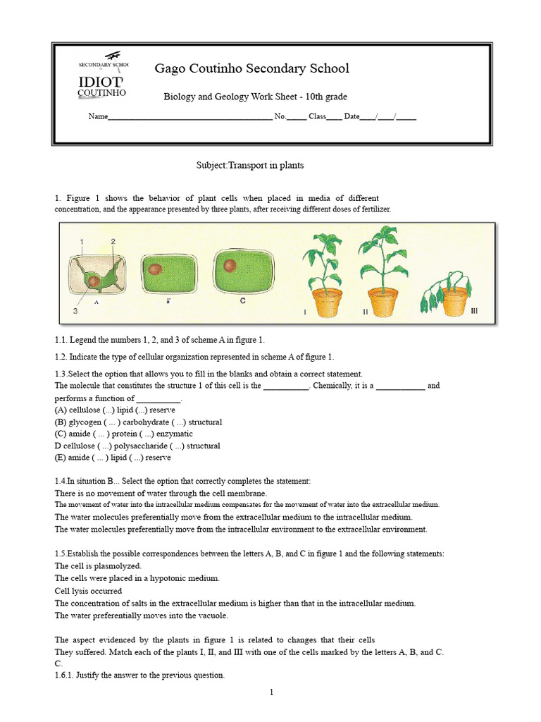 10th Grade Plant Transport Worksheet | PDF | Leaf | Stoma