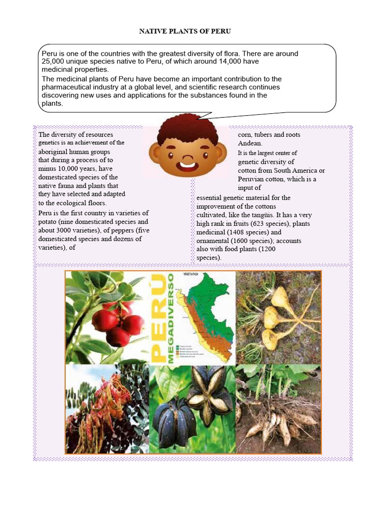 Native Plants and Their Benefits in Peru | PDF | Potato | Plants