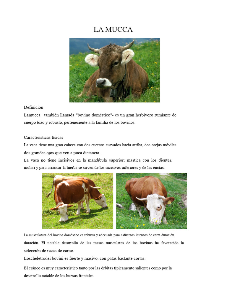 La Vaca | PDF | Vacas | Leche
